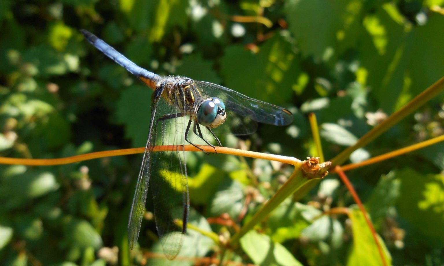 Zombie Apocalypse In Real Time – MIKE FROM AROUND THE WORLD!